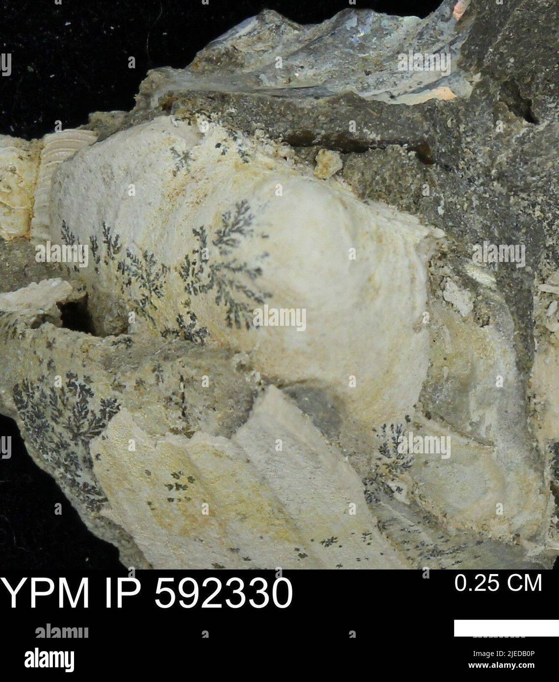 Cucullaea sp animalia hi-res stock photography and images - Alamy