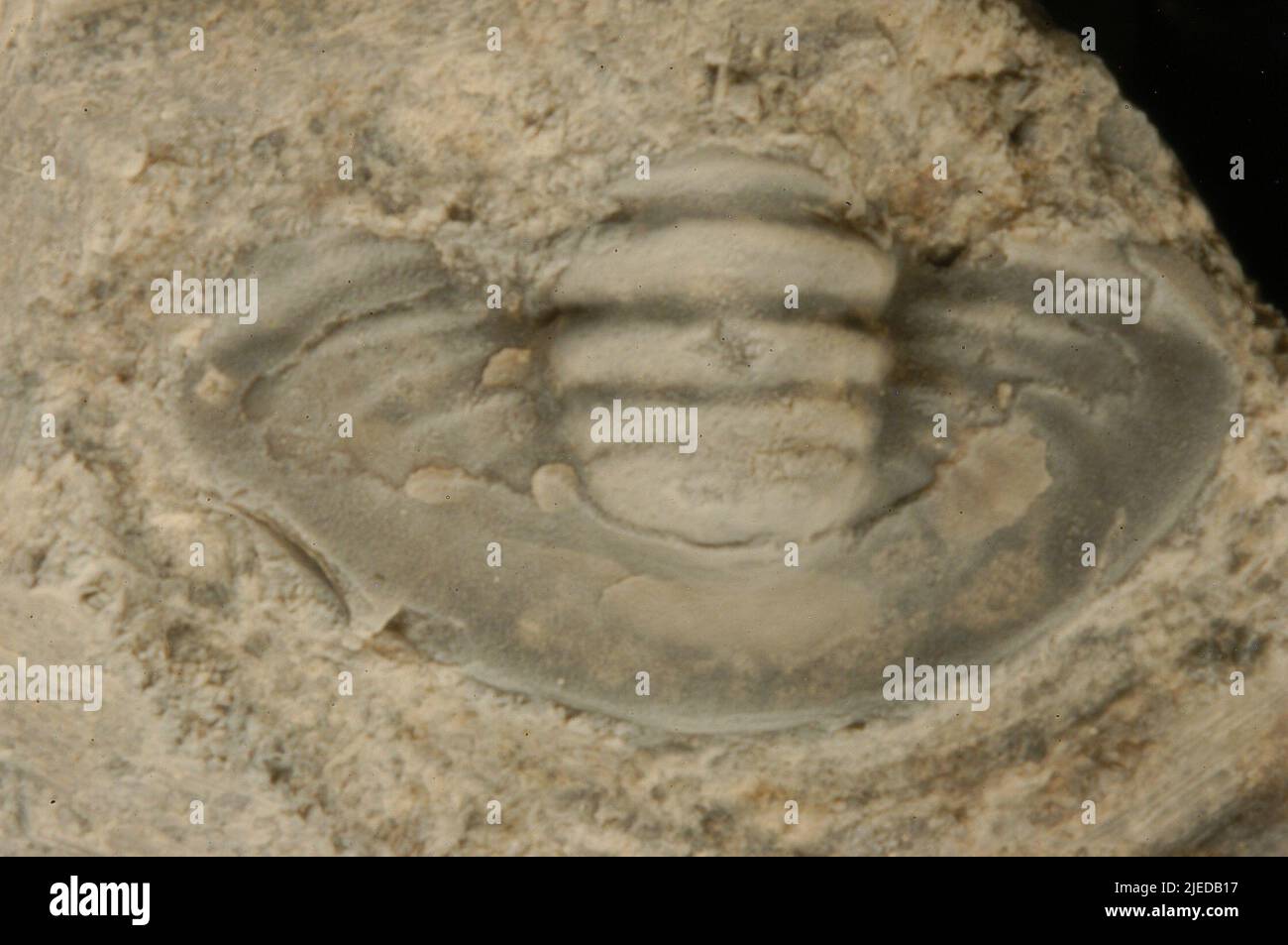 Dellea suada walcott hi-res stock photography and images - Alamy