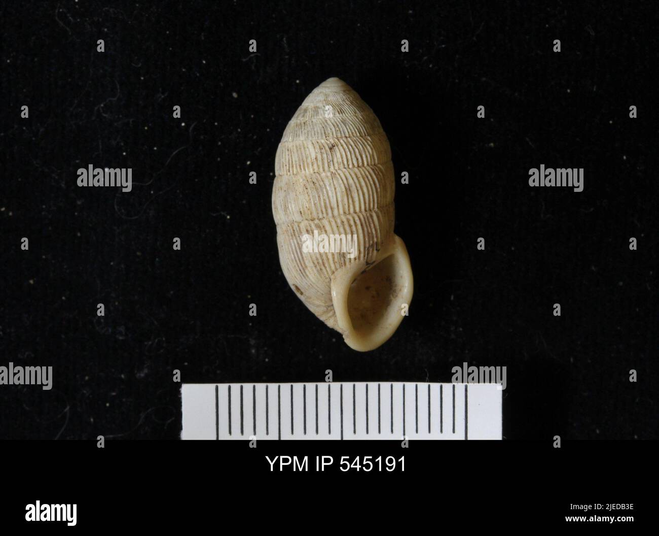 Cerion hi-res stock photography and images - Alamy