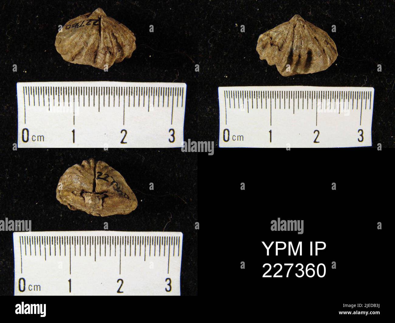 Rhynchonellida hi-res stock photography and images - Alamy