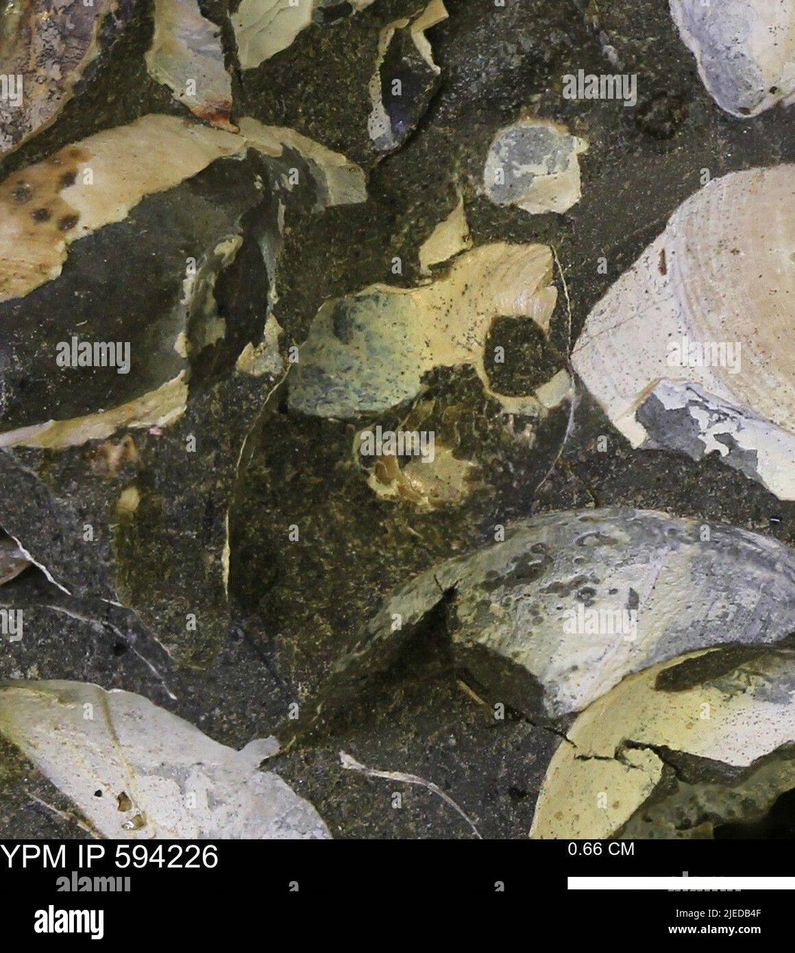 Undet bivalvia animalia hi-res stock photography and images - Alamy