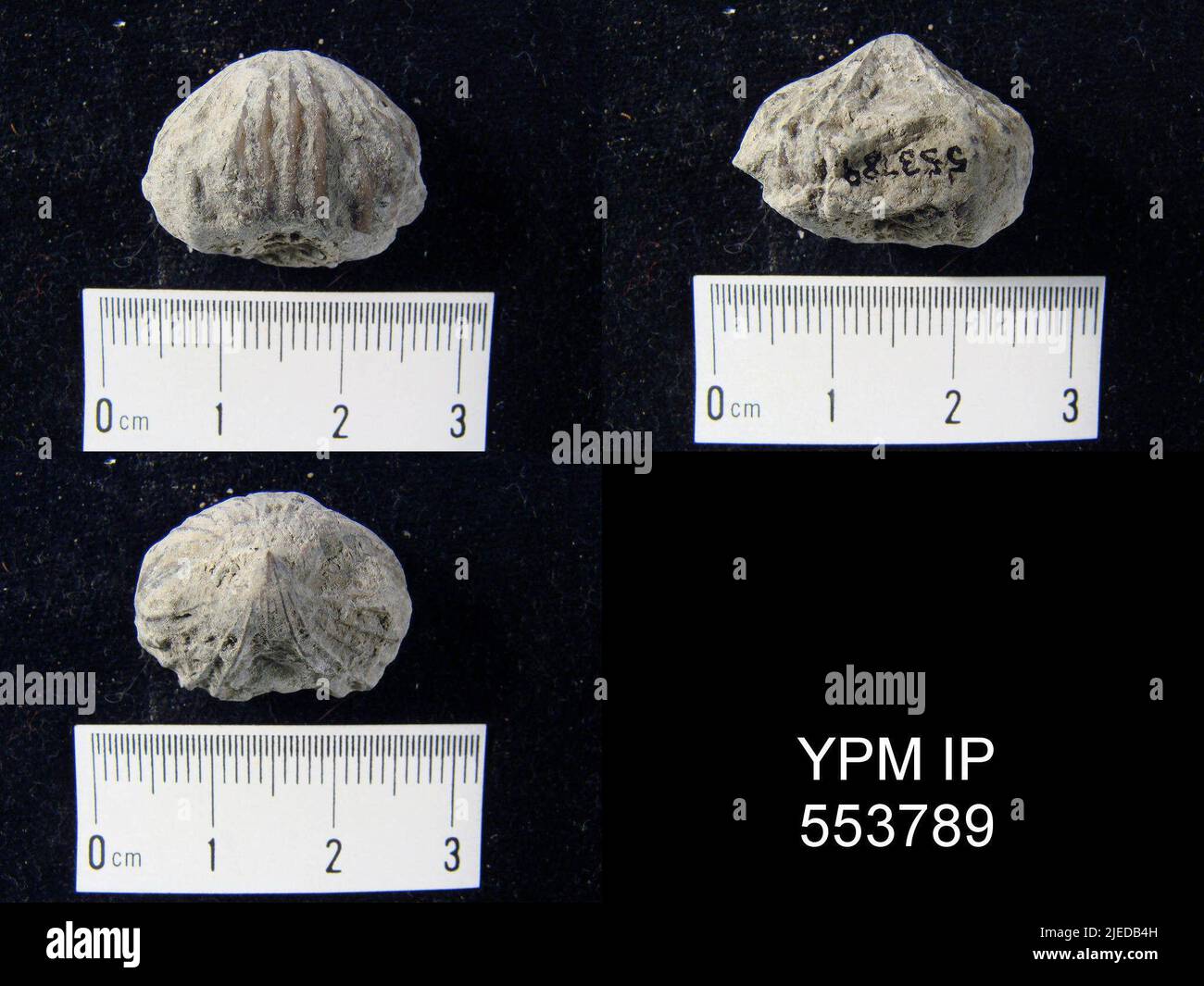 Rhynchonellida hi-res stock photography and images - Alamy