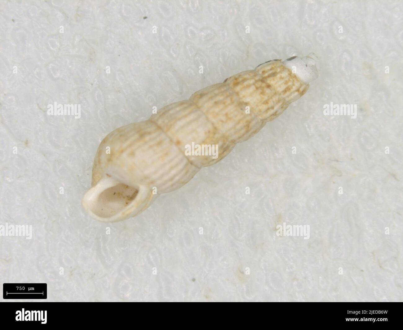 1835 animalia hi-res stock photography and images - Alamy