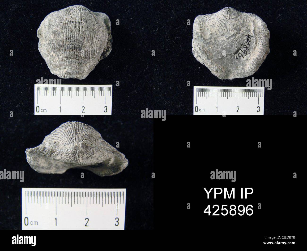 Atrypa sp animalia hi-res stock photography and images - Alamy