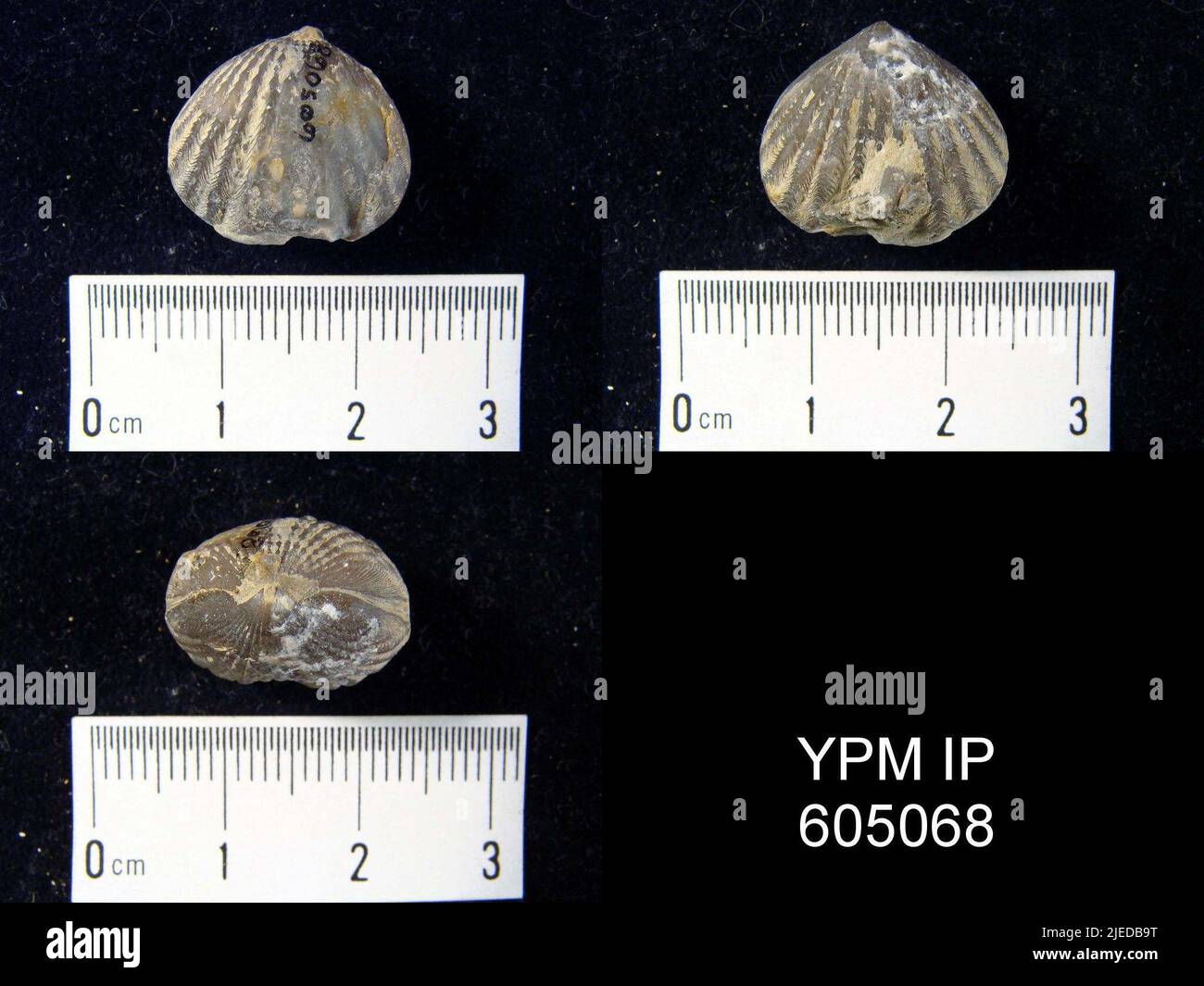 Capax hi-res stock photography and images - Alamy