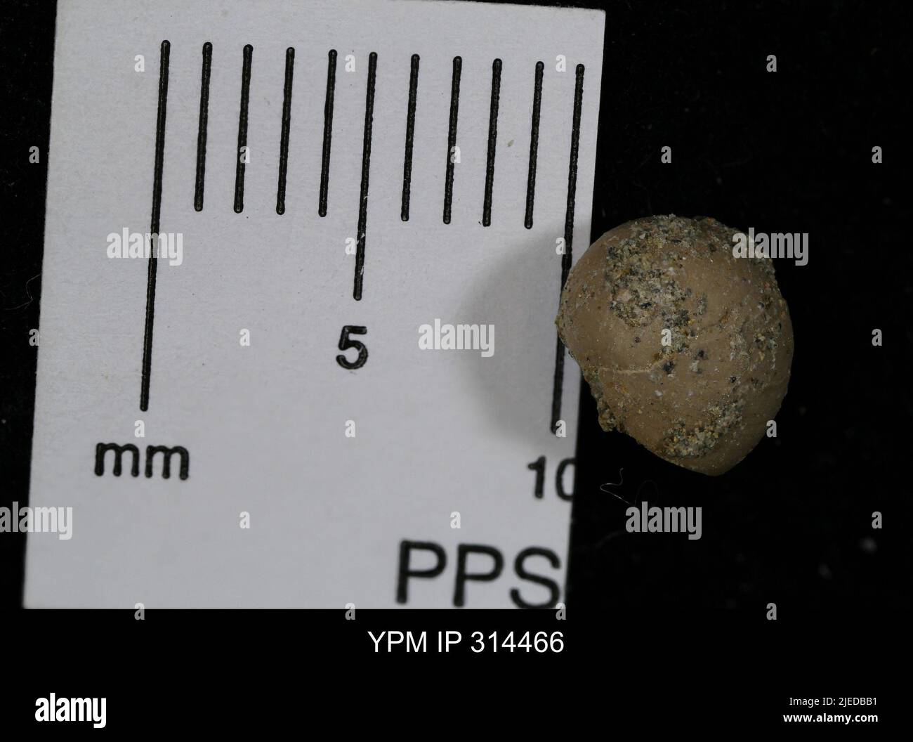 Gastropoda snails and sl hi-res stock photography and images - Alamy