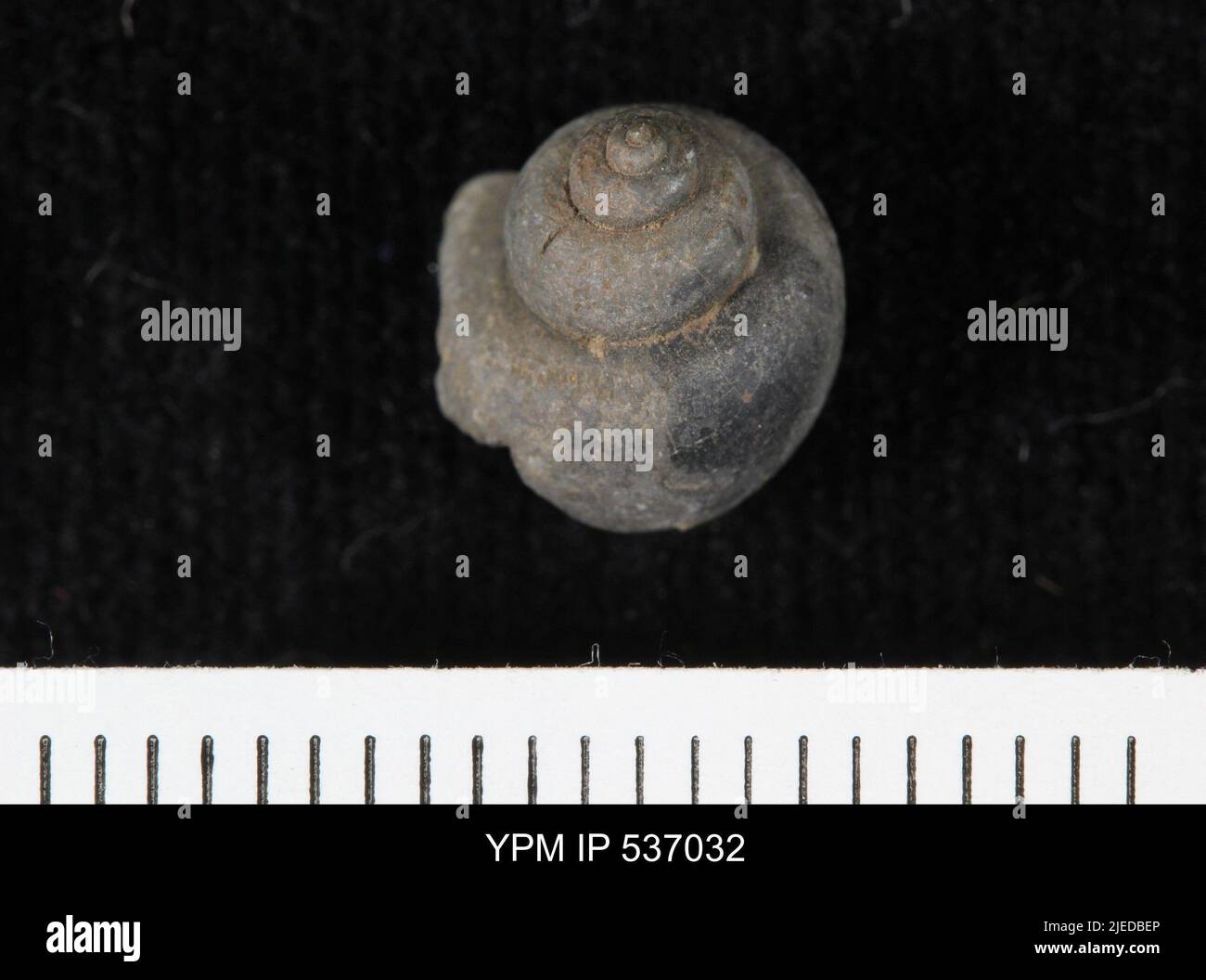 Viviparus montanaensis Stanton Stock Photo - Alamy