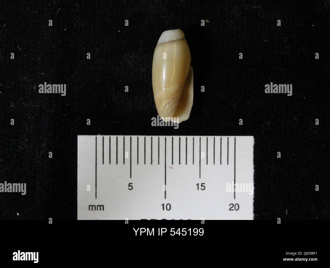 Glossy shells hi-res stock photography and images - Alamy