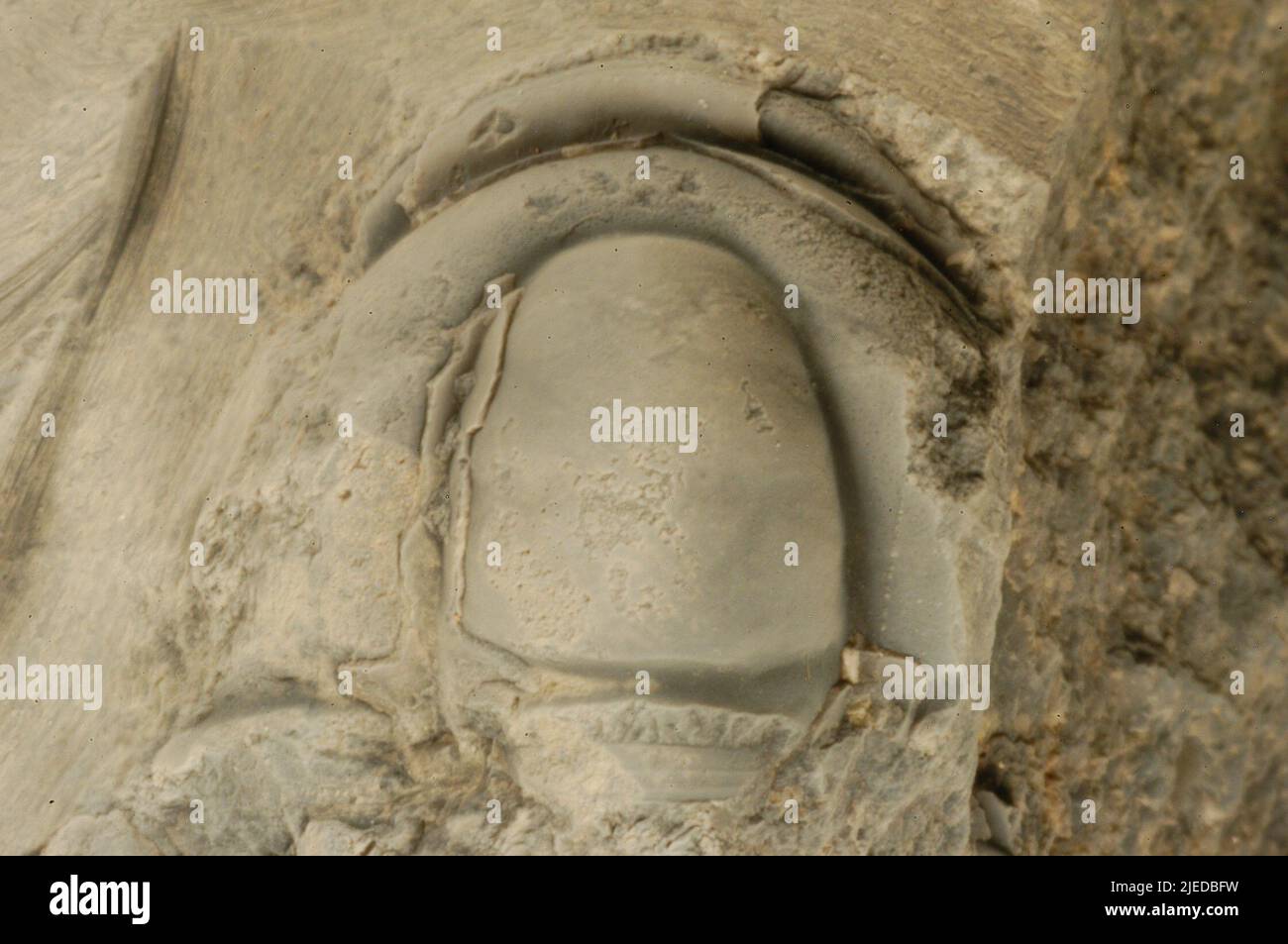 Dellea butlerensis frederickson hi-res stock photography and images - Alamy