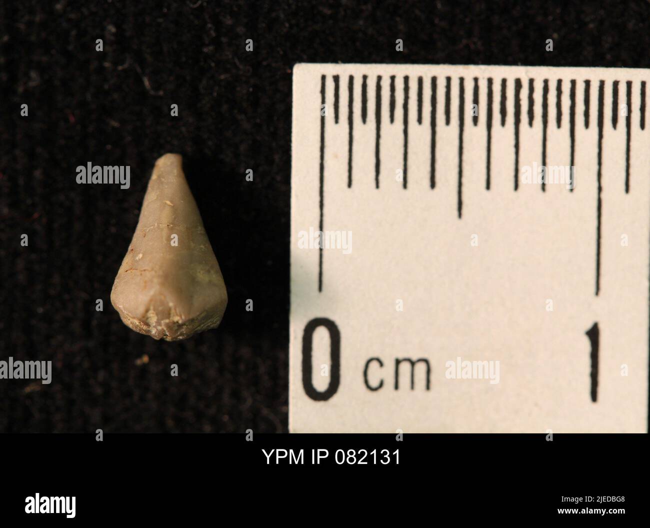 Alternatus hi-res stock photography and images - Alamy