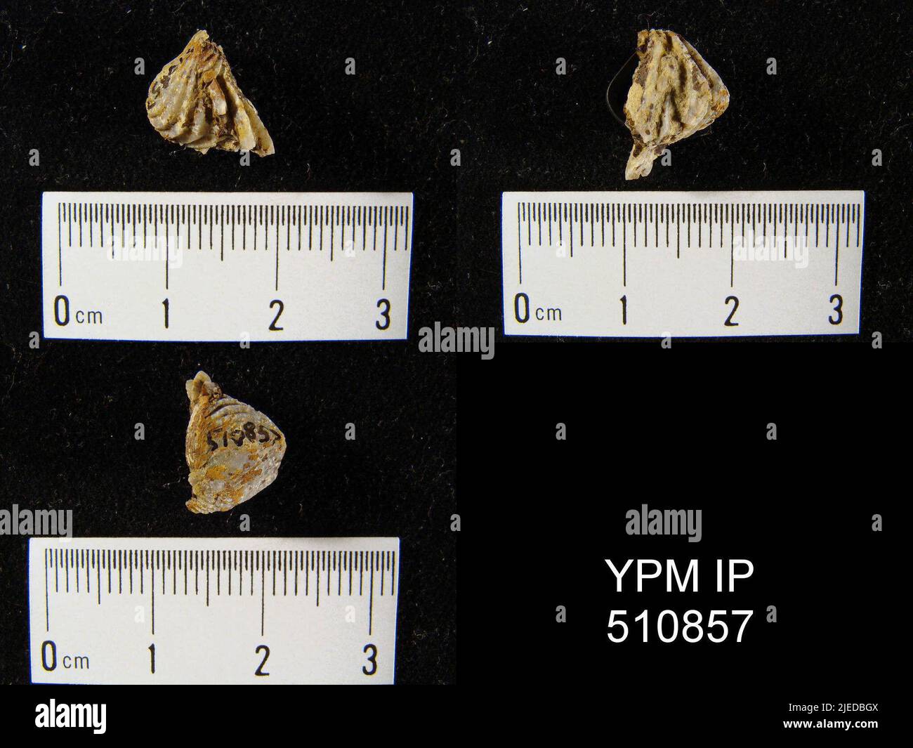 Rhynchonellida hi-res stock photography and images - Alamy