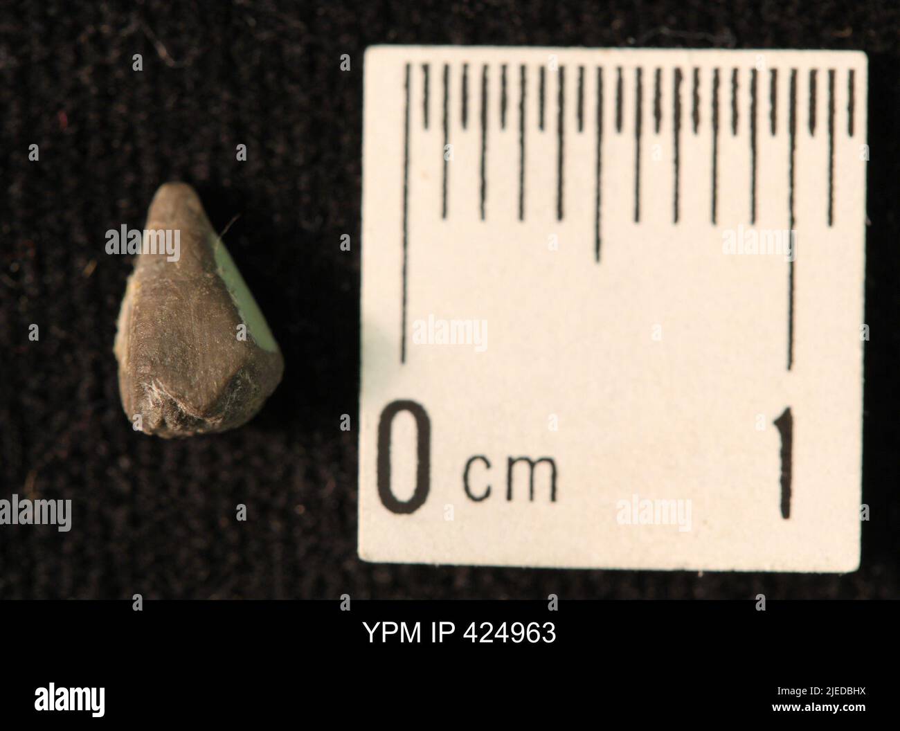 Codaster animalia hi-res stock photography and images - Alamy