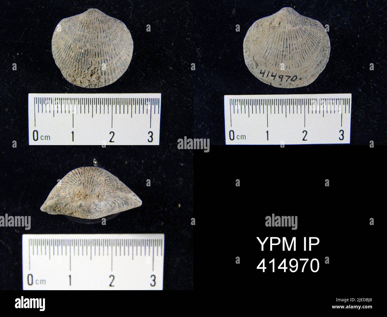 Atrypa sp animalia hi-res stock photography and images - Alamy