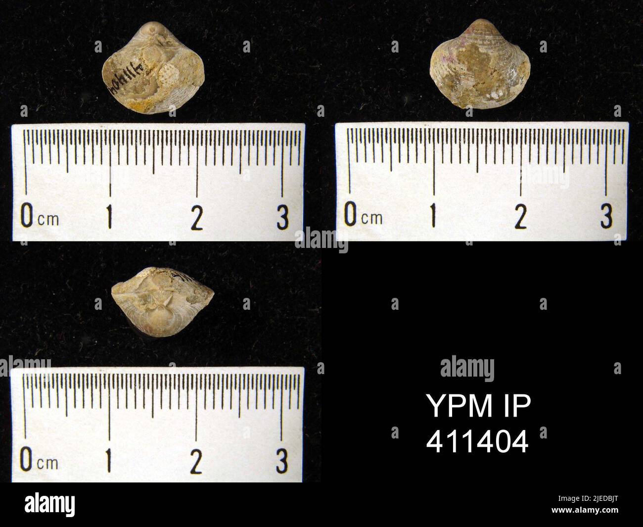 Squamularia perplexa (McChesney Stock Photo - Alamy