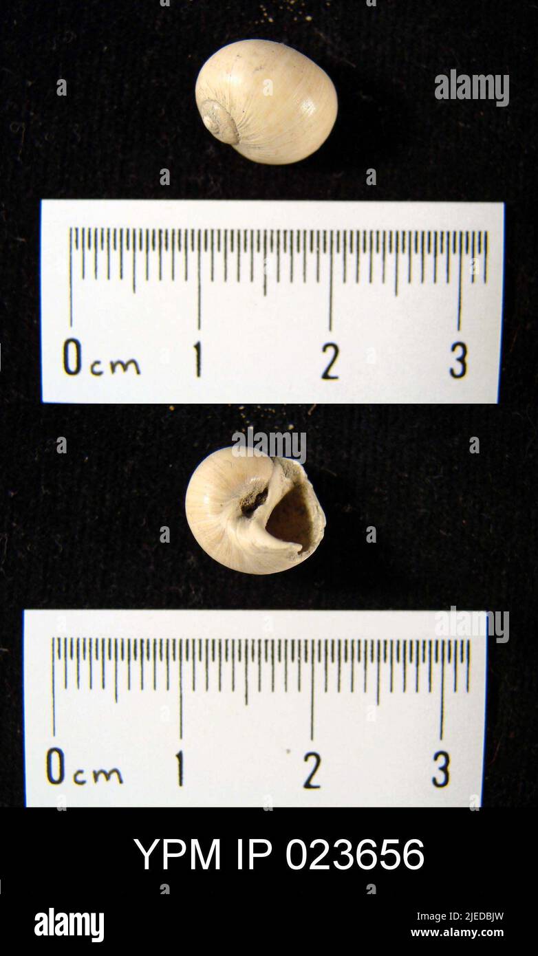 Natica hi-res stock photography and images - Alamy