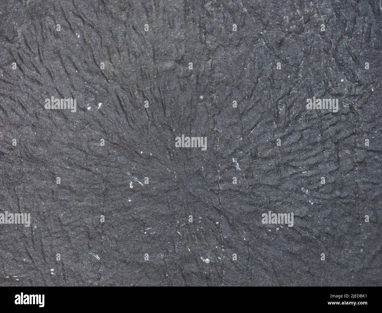 Oldhamia radiata Kinahan Stock Photo - Alamy