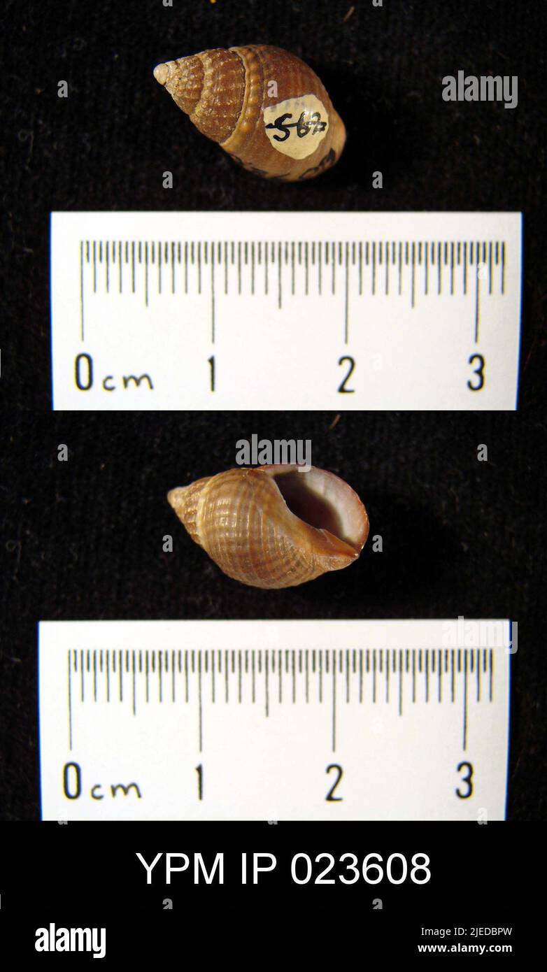 Nassarius hi-res stock photography and images - Alamy