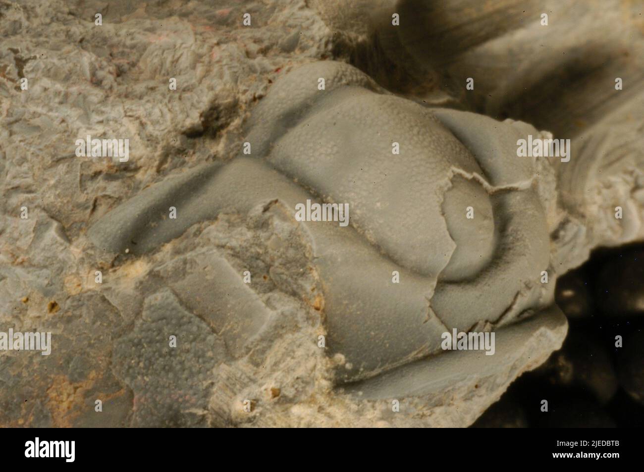 Dellea suada walcott hi-res stock photography and images - Alamy