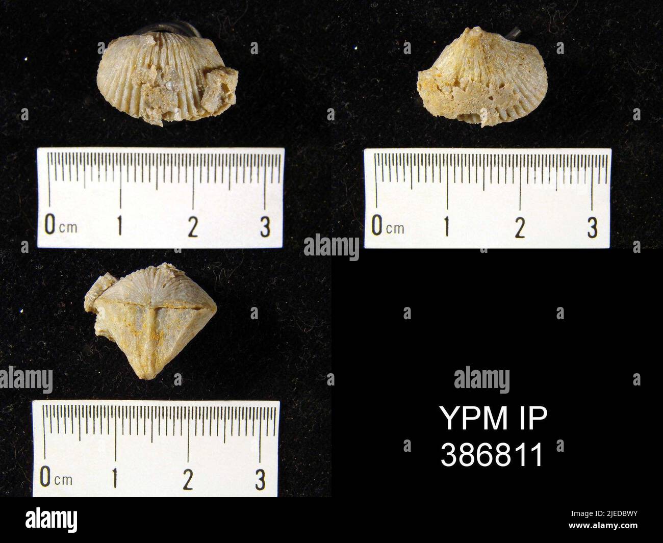 1908 animalia hi-res stock photography and images - Alamy