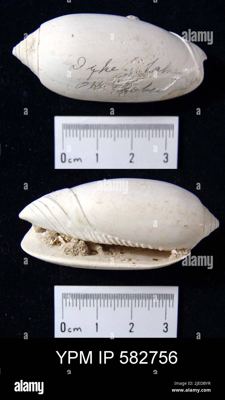 Oliva sp animalia hi-res stock photography and images - Alamy