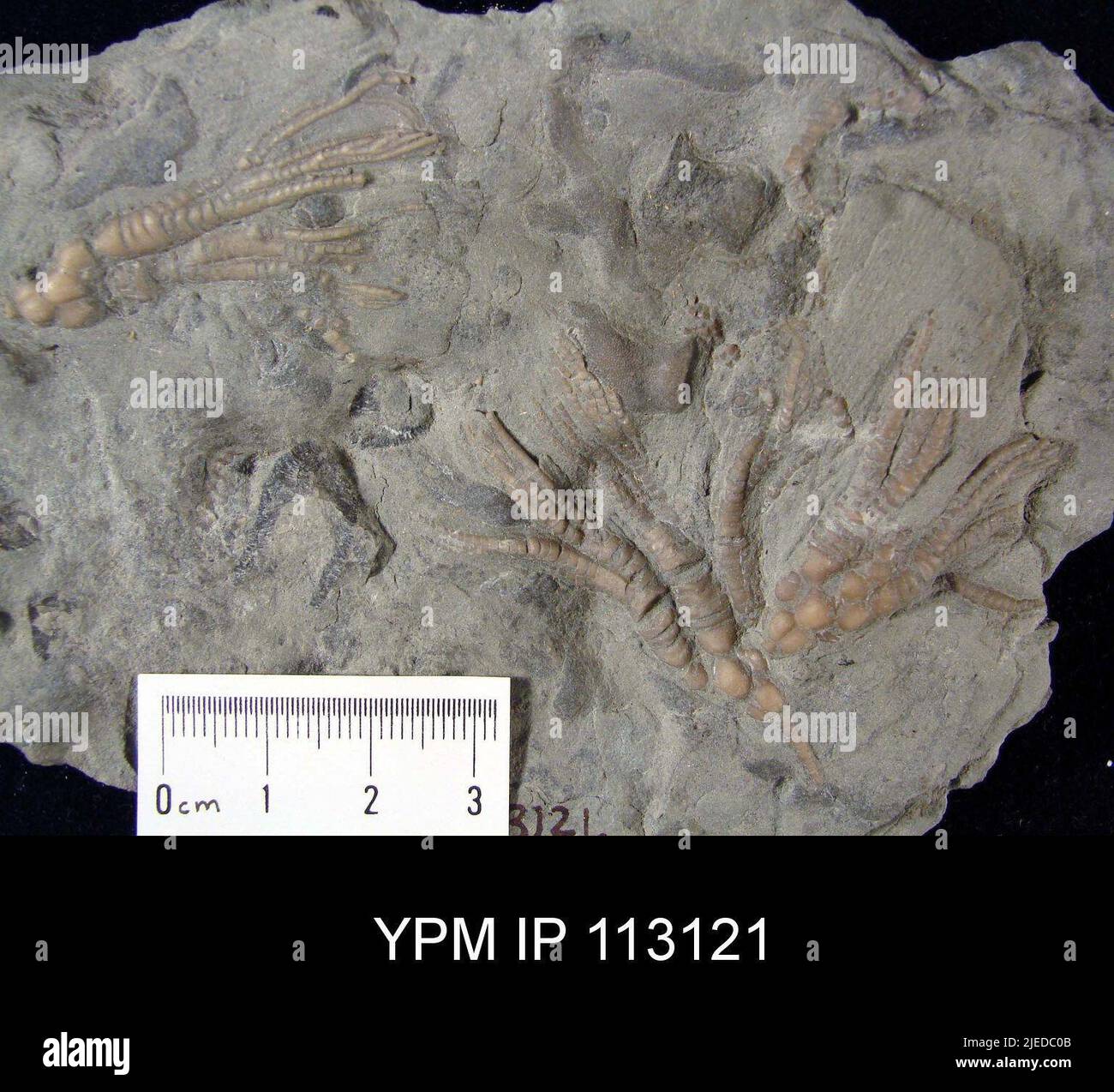 Polydactylus hi-res stock photography and images - Alamy