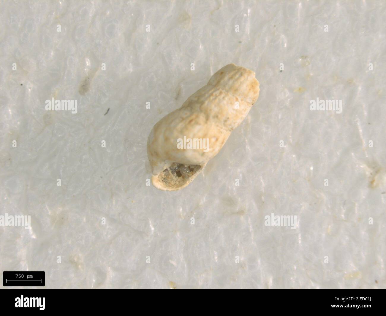 1835 animalia hi-res stock photography and images - Alamy