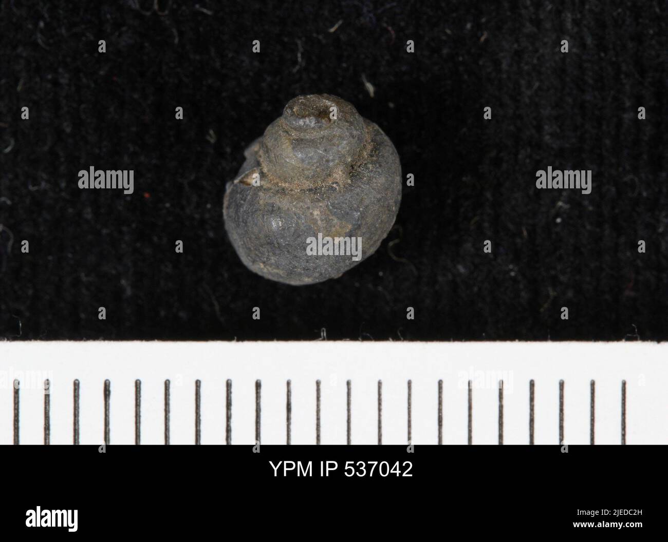 Viviparidae viviparus hi-res stock photography and images - Alamy