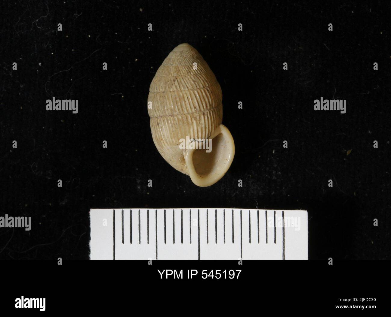 Cerion hi-res stock photography and images - Alamy