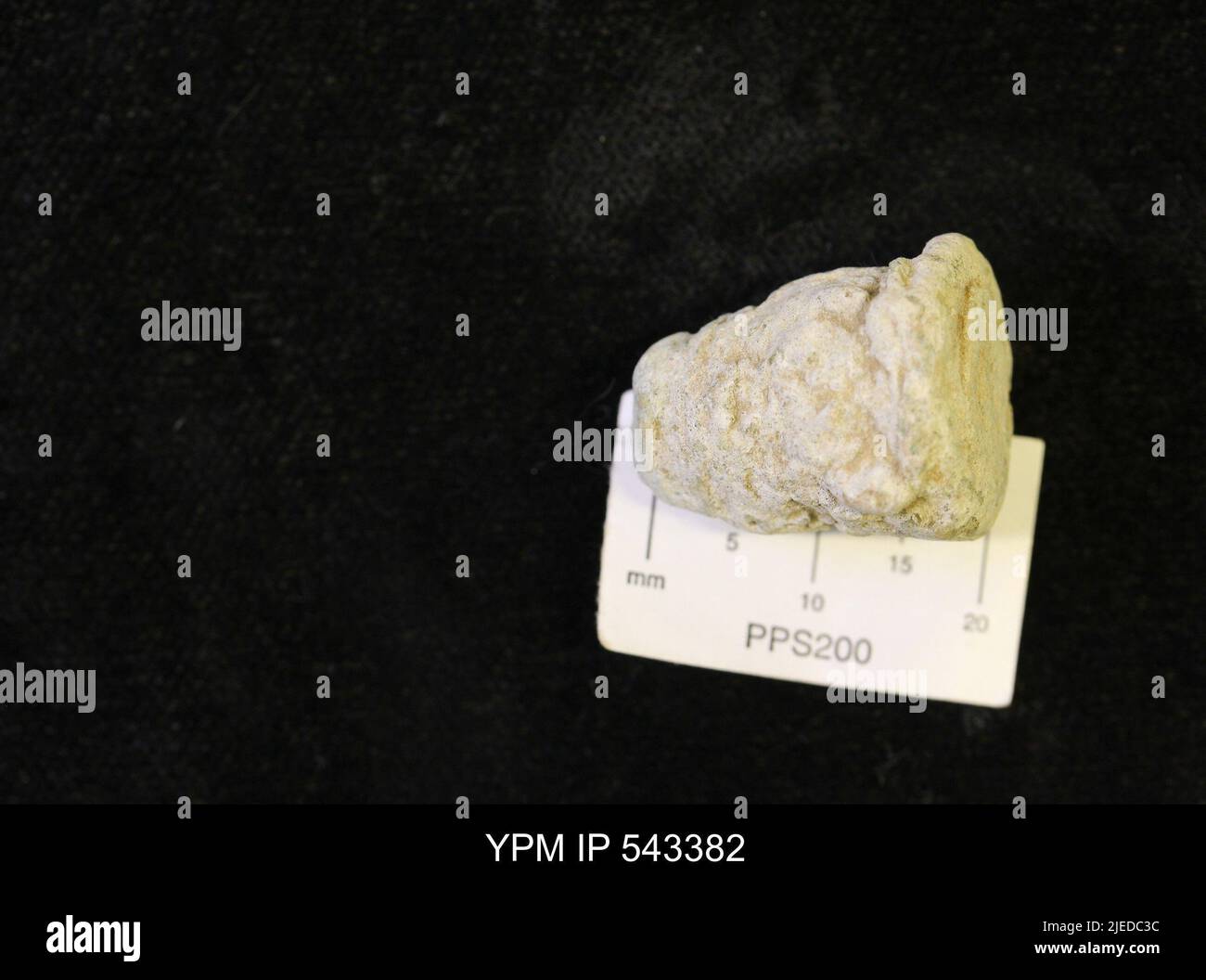 Trace fossil burrows hi-res stock photography and images - Alamy