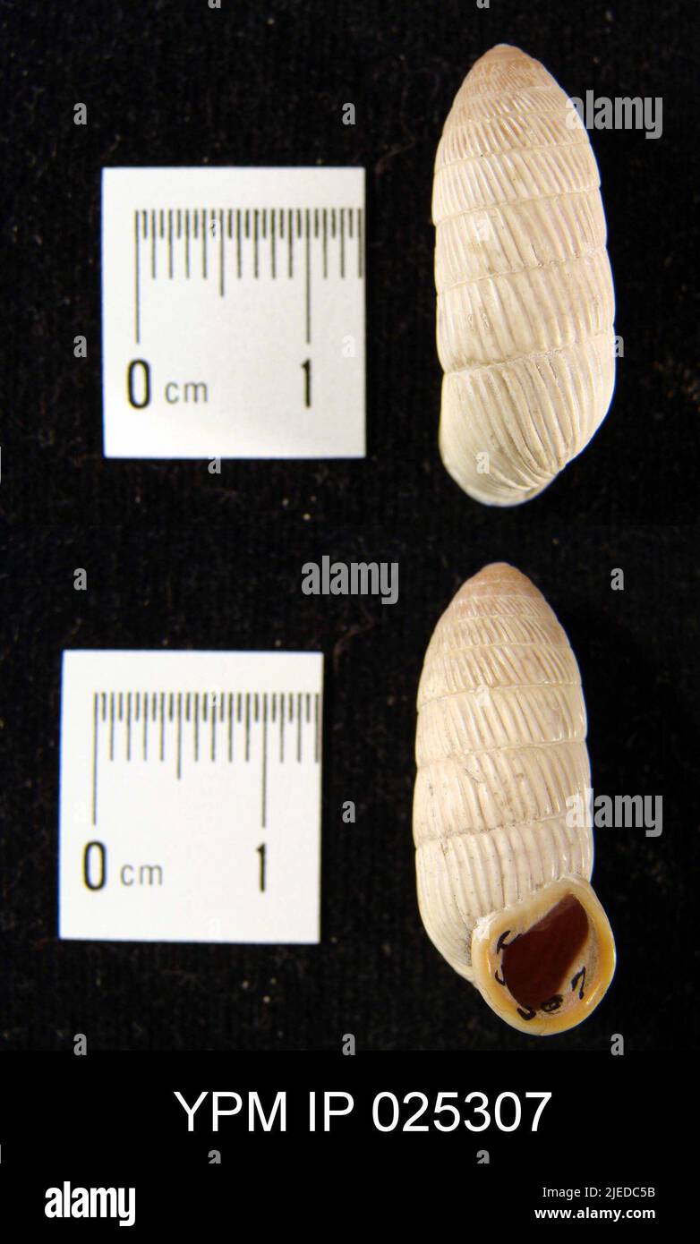 Cerion hi-res stock photography and images - Alamy