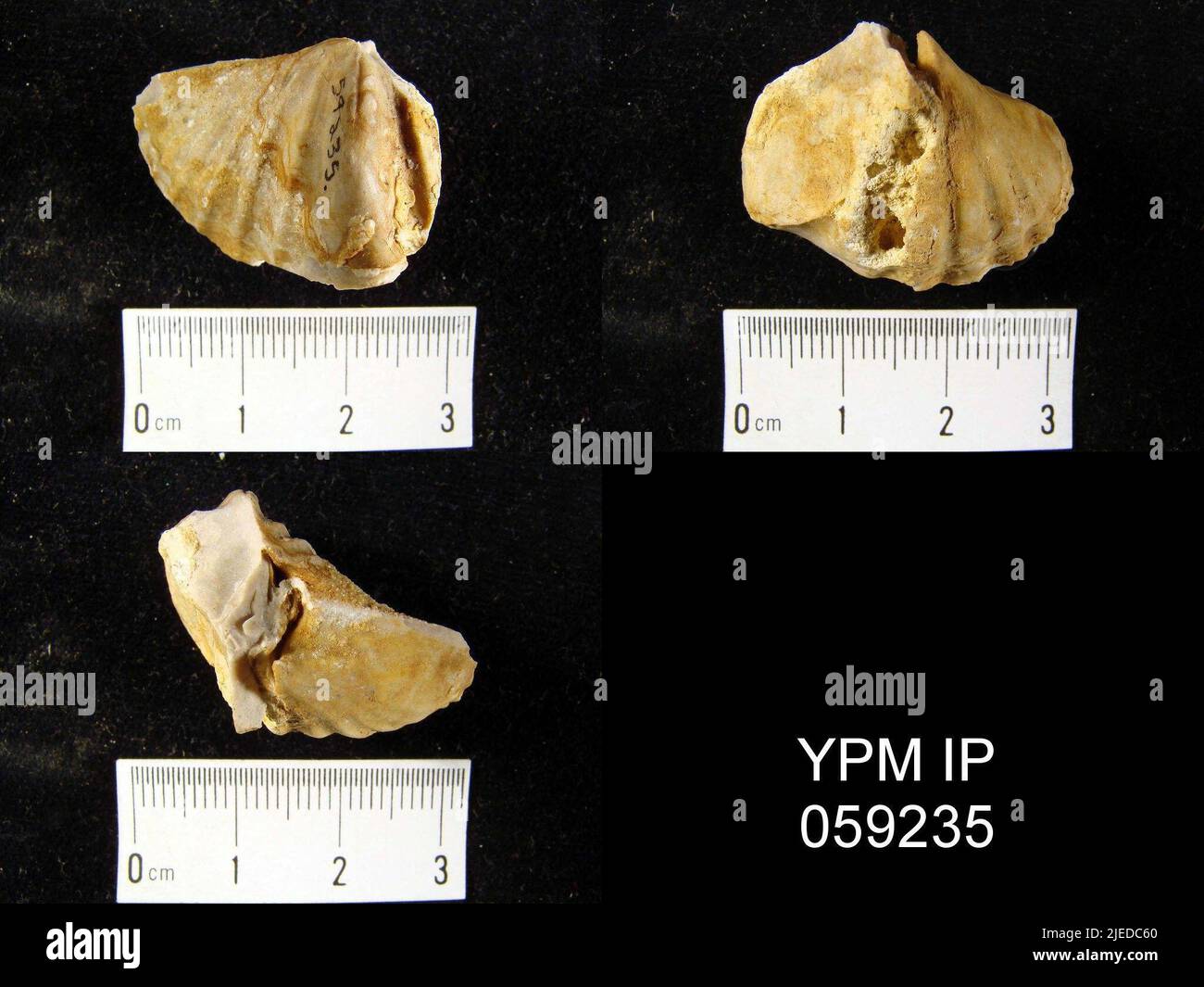 Spirifer wadei animalia hi-res stock photography and images - Alamy