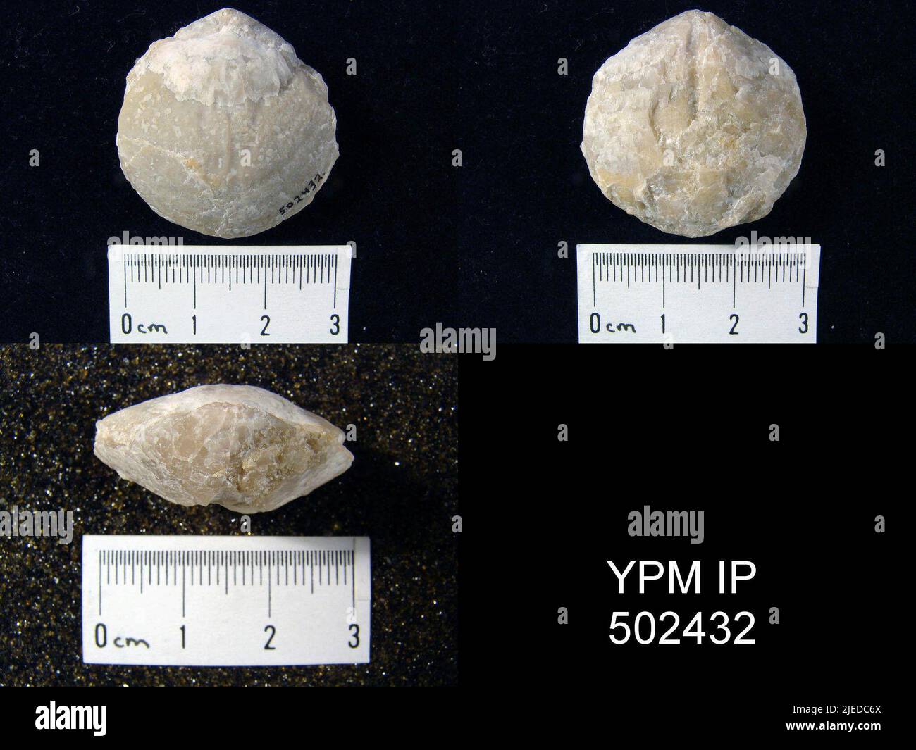 Undet rhynchonelliformea animalia hi-res stock photography and images ...