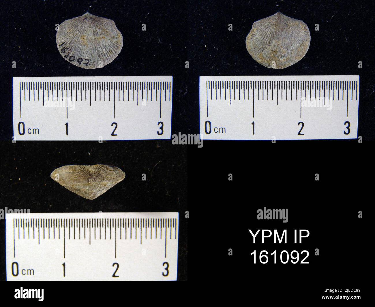 1827 animalia hi-res stock photography and images - Alamy