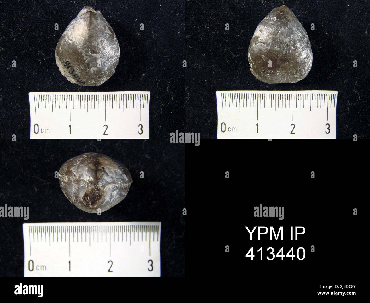 Pentamerus oblongus (Sowerby Stock Photo - Alamy