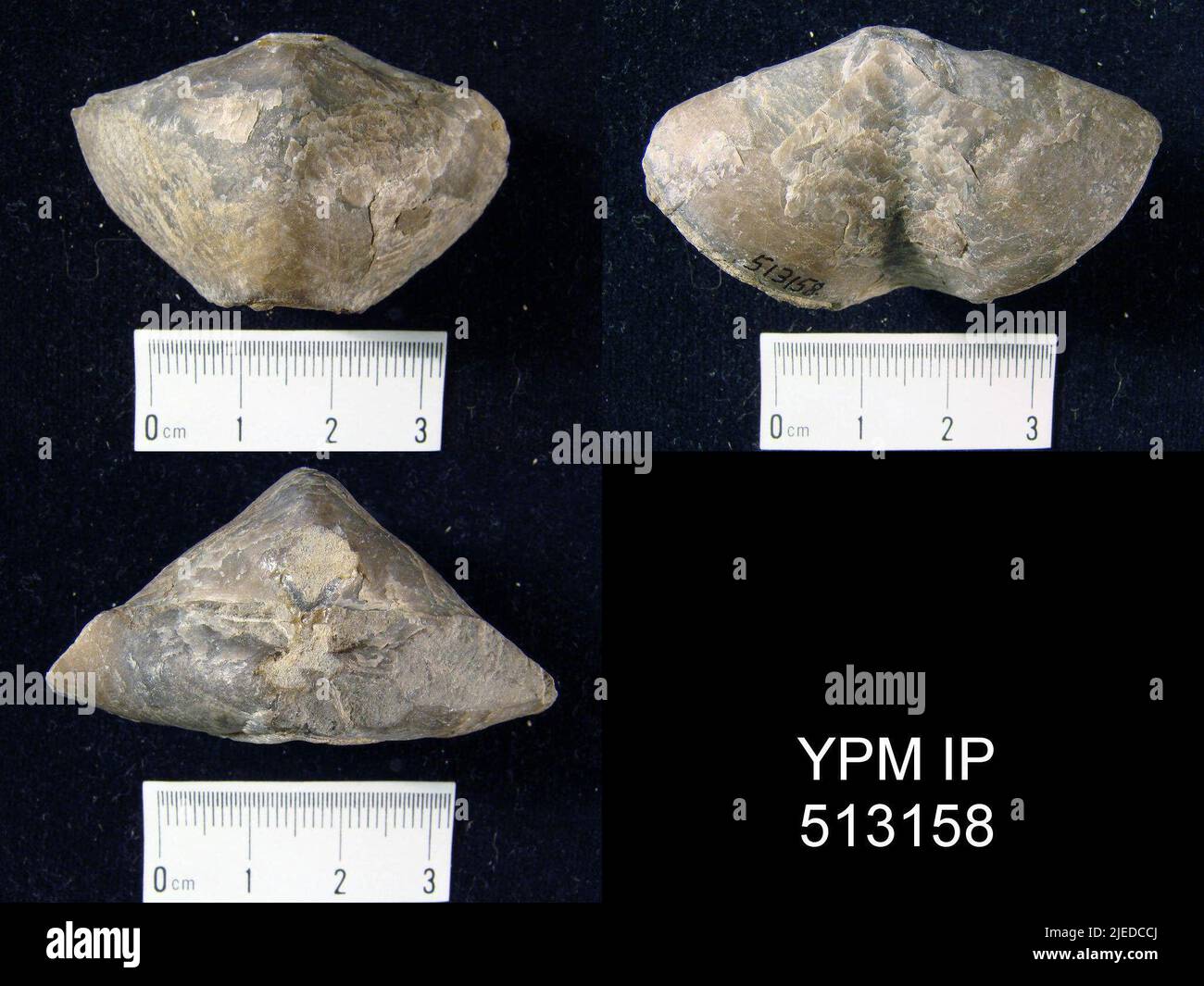 Spirifera hi-res stock photography and images - Alamy