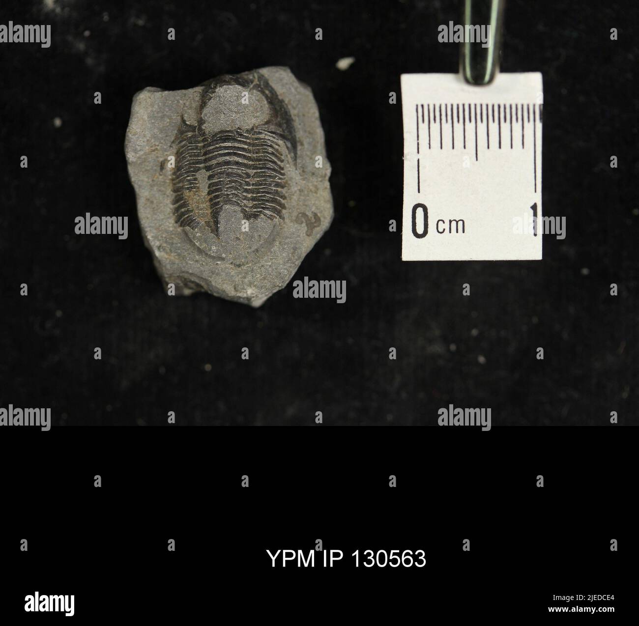 Proetus hi-res stock photography and images - Alamy