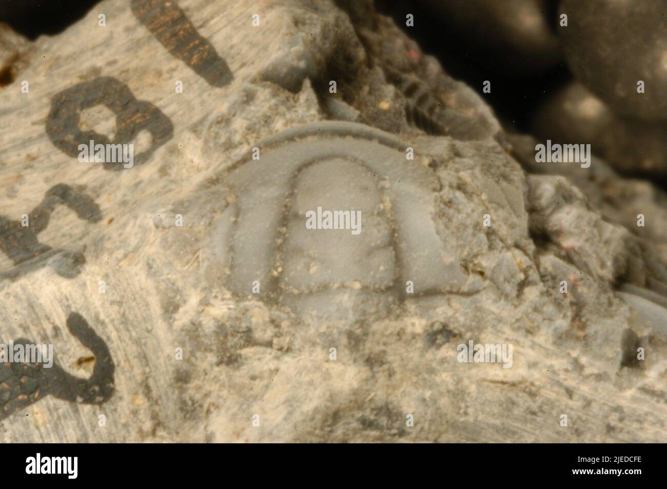 Dellea saratogensis (Resser Stock Photo - Alamy