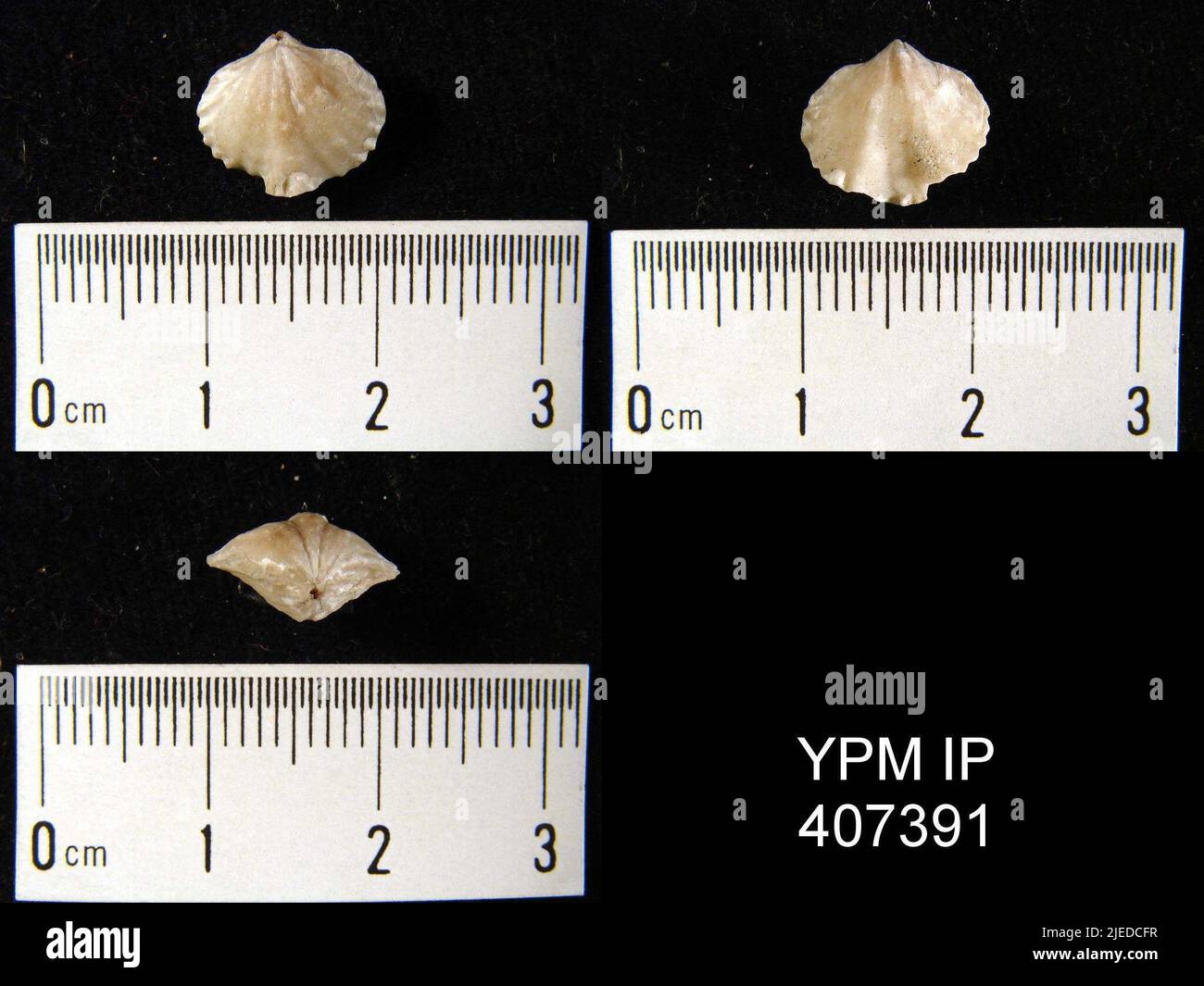 Atrypa marginalis dalman hi-res stock photography and images - Alamy