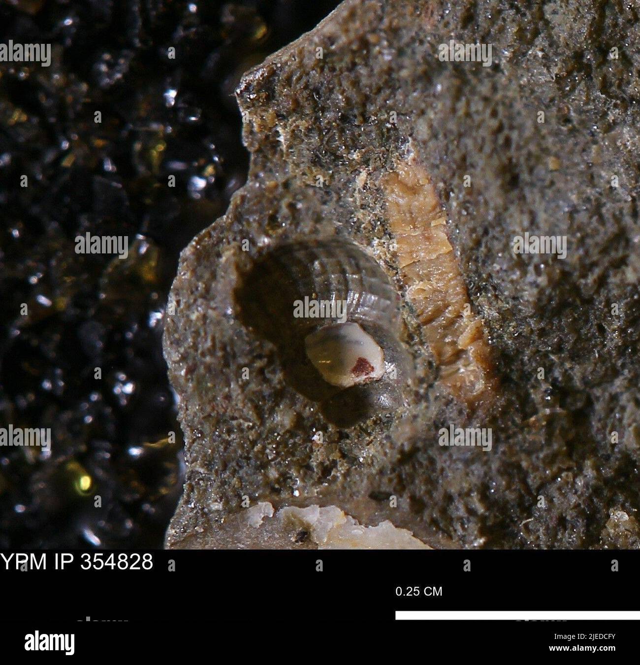 Land based gastropods hi-res stock photography and images - Alamy