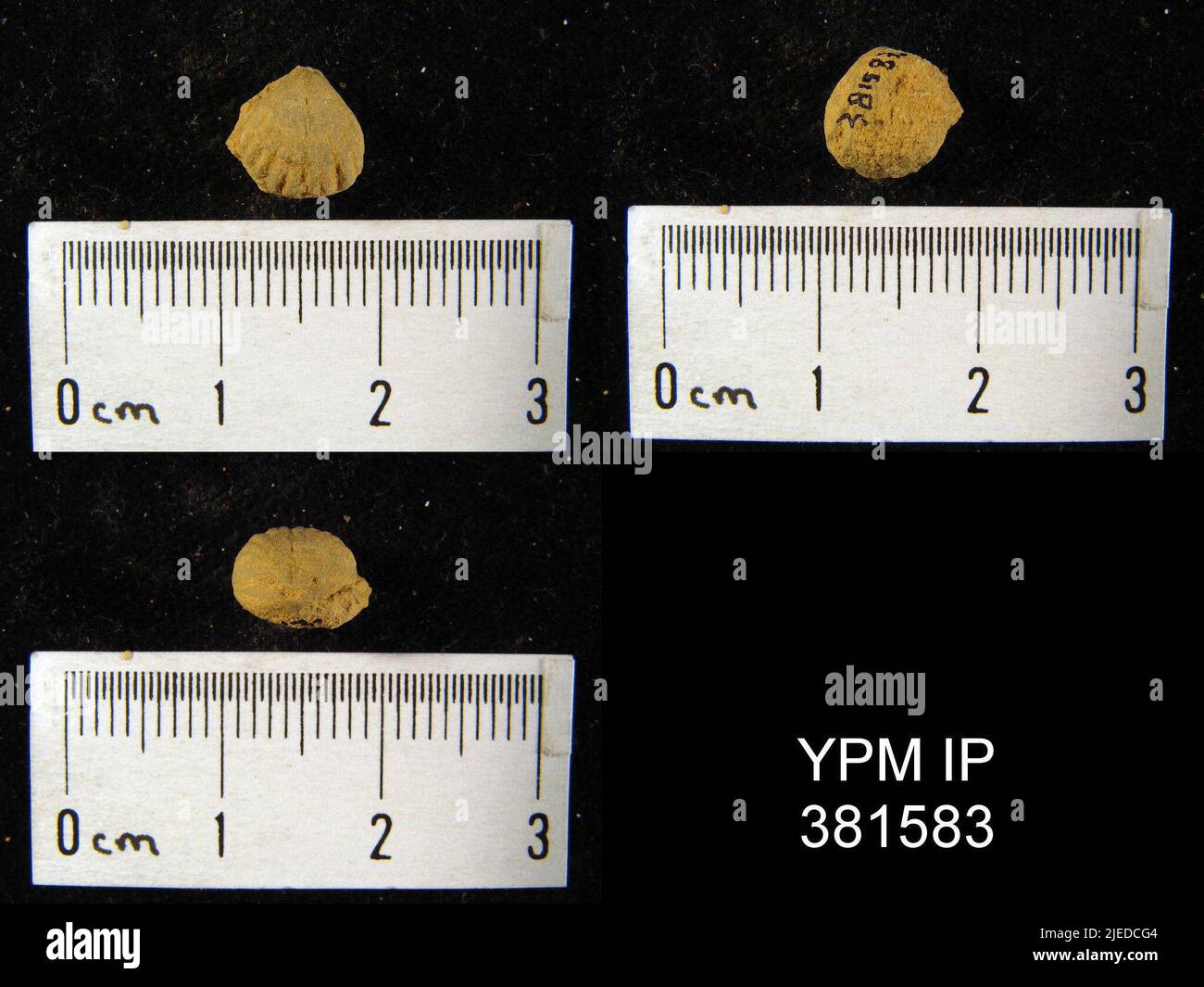 Gordoni hi-res stock photography and images - Alamy