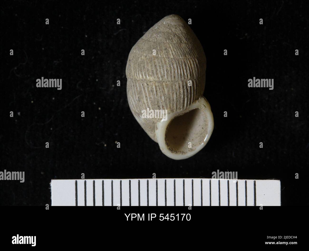 Cerion hi-res stock photography and images - Alamy