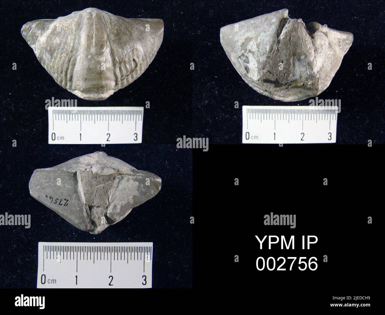 1857 animalia hi-res stock photography and images - Alamy