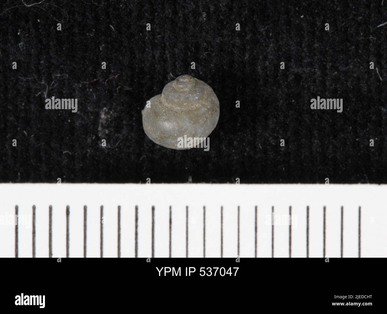 Viviparus montanaensis stanton hi-res stock photography and images - Alamy