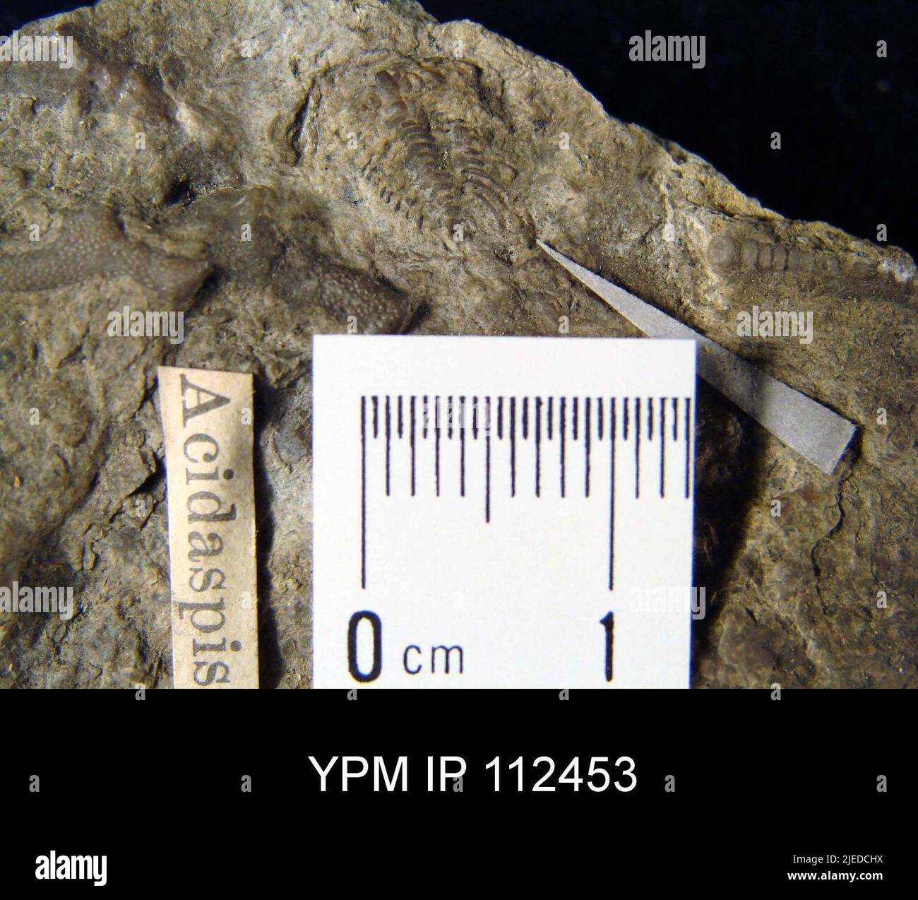 Crossota hi-res stock photography and images - Alamy