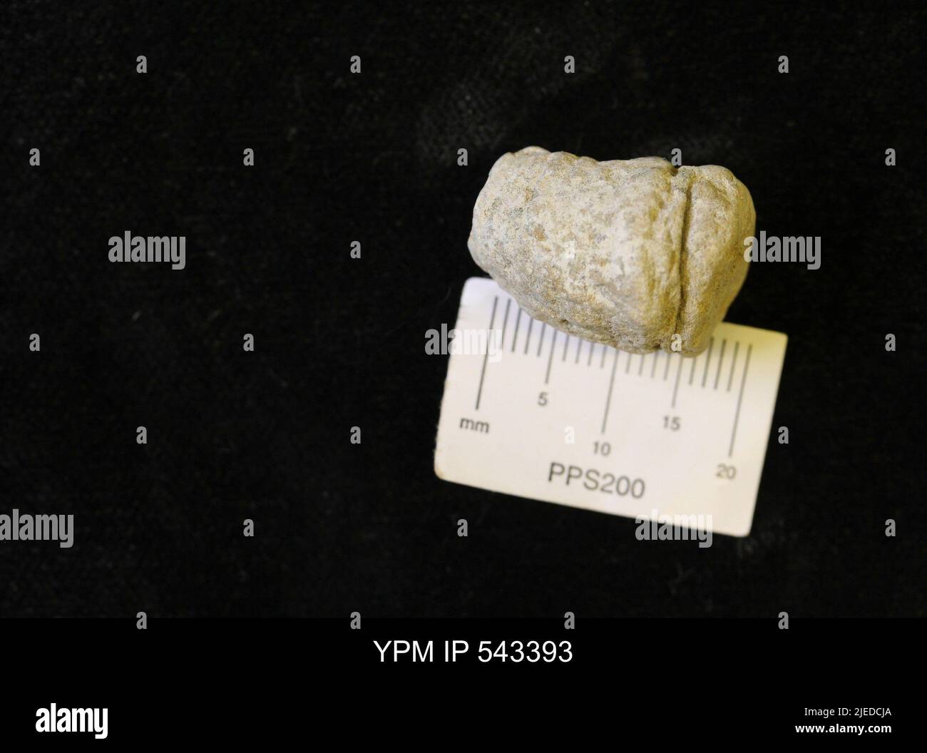 Ichnofossils hi-res stock photography and images - Alamy