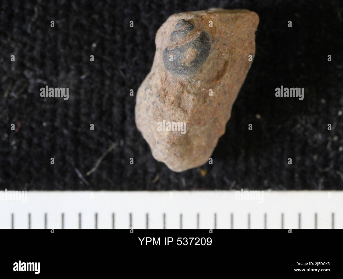 Viviparus montanaensis Stanton Stock Photo - Alamy