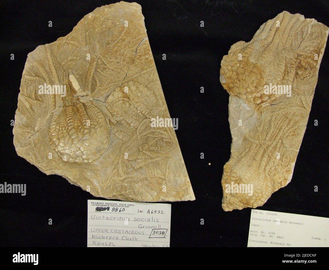 Uintacrinus socialis grinnell animalia hi-res stock photography and ...