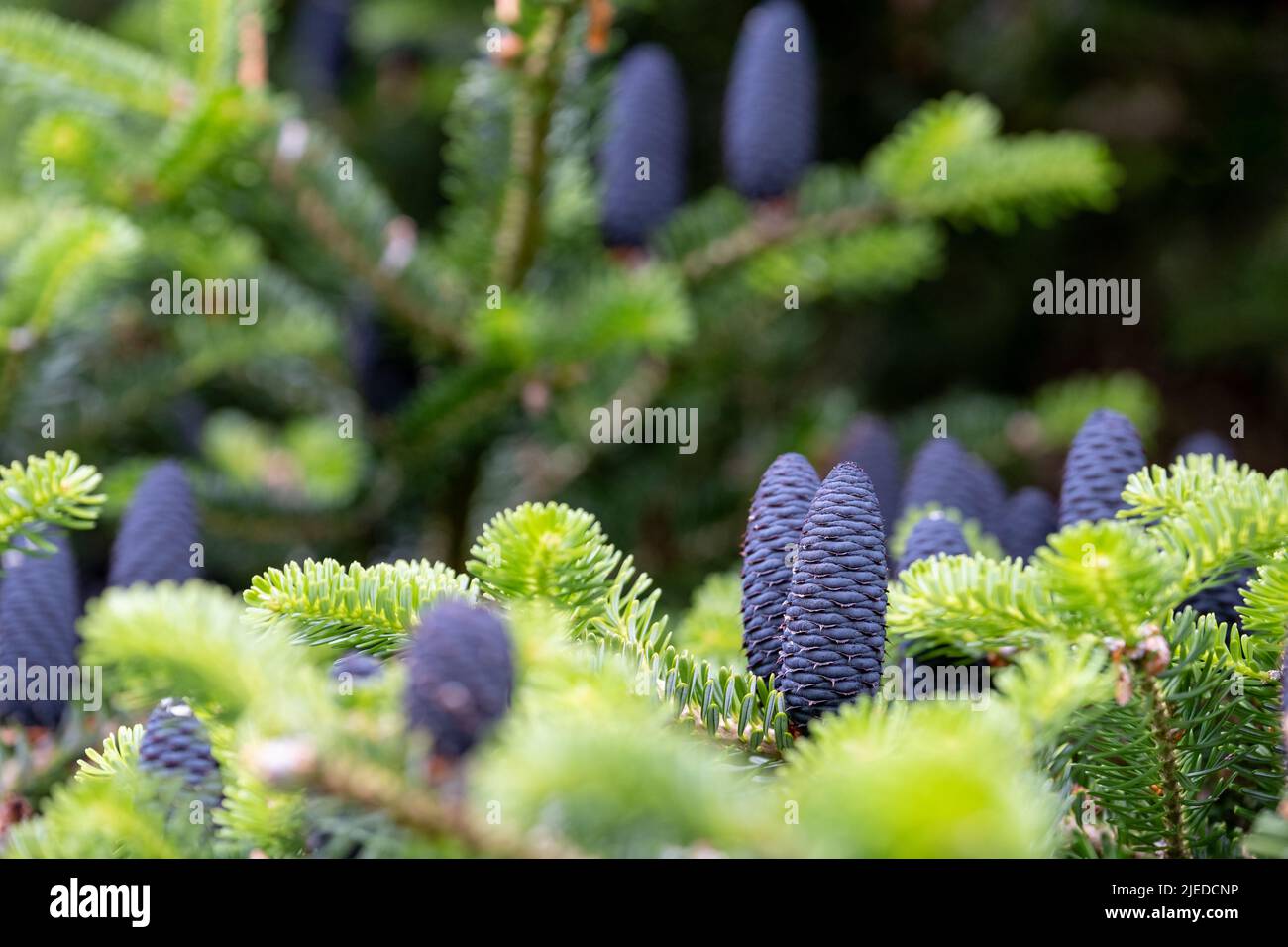 Abies Koreana, Blue Cone Korean Fir. Photographed in the Dunvegan ...