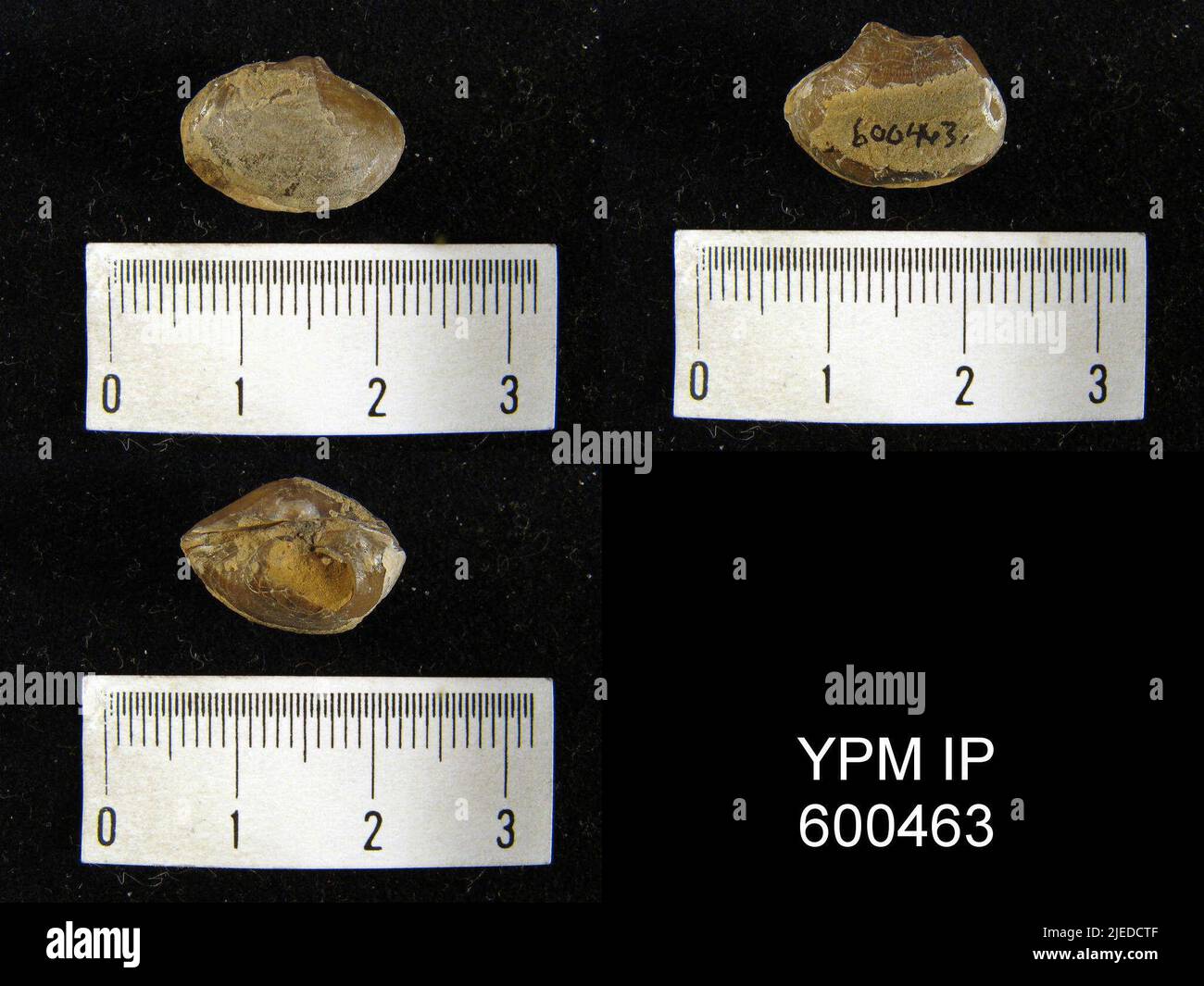 Squamularia perplexa (McChesney Stock Photo - Alamy