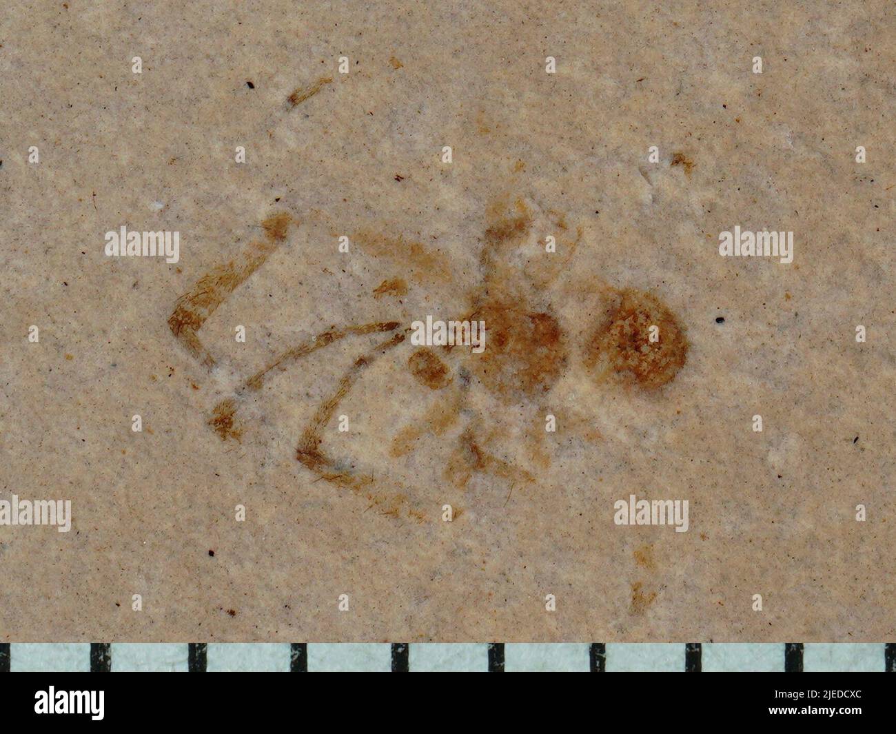 Undet araneae animalia hi-res stock photography and images - Alamy